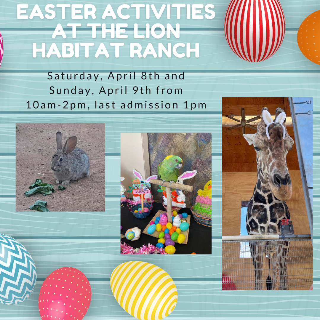 Easter Activities at the Lion Habitat Ranch - The Lion Habitat Ranch