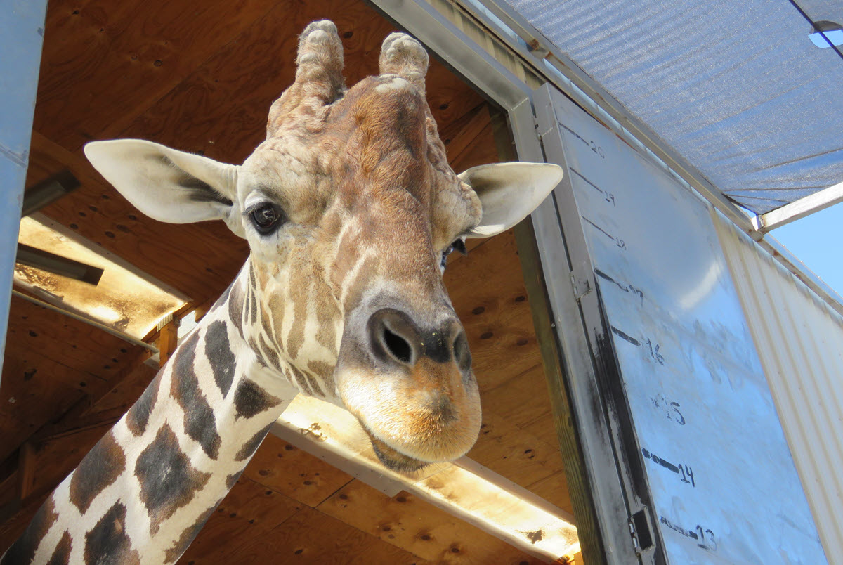 In Loving Memory of Ozzie the Giraffe - The Lion Habitat Ranch