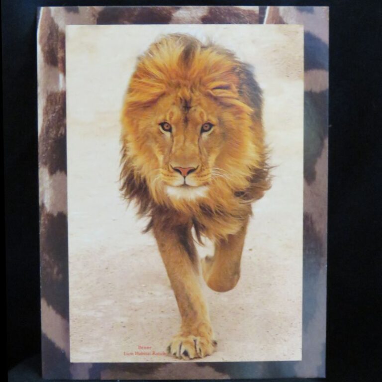 Fahlo Tracking Bracelet - The Lion Habitat Ranch