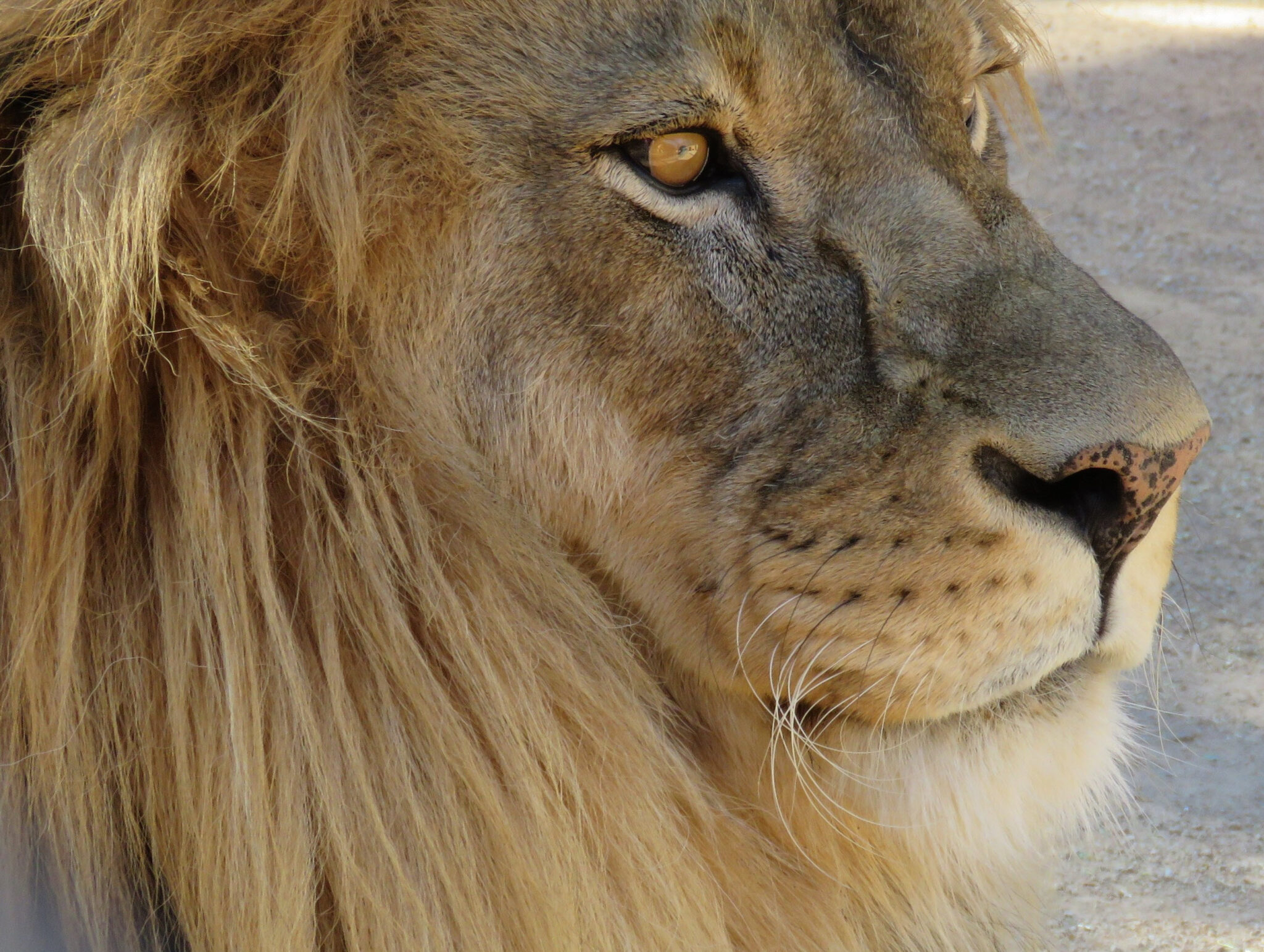 Meet Our Lions! - The Lion Habitat Ranch
