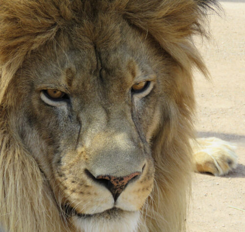 Meet Our Lions! - The Lion Habitat Ranch