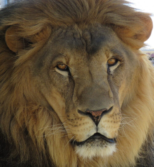 Meet Our Lions! - The Lion Habitat Ranch