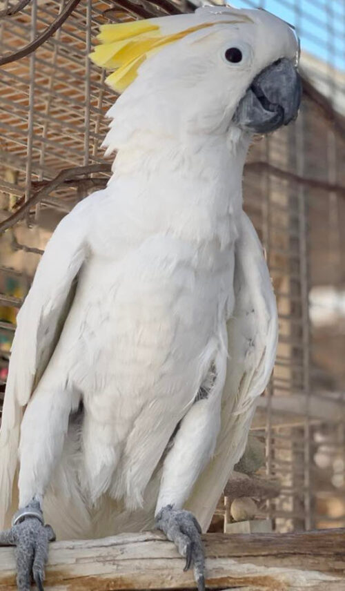 Meet our Parrots! - The Lion Habitat Ranch