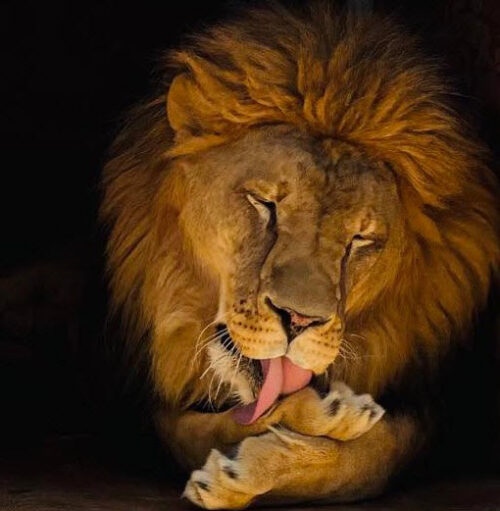 Meet Our Lions! - The Lion Habitat Ranch